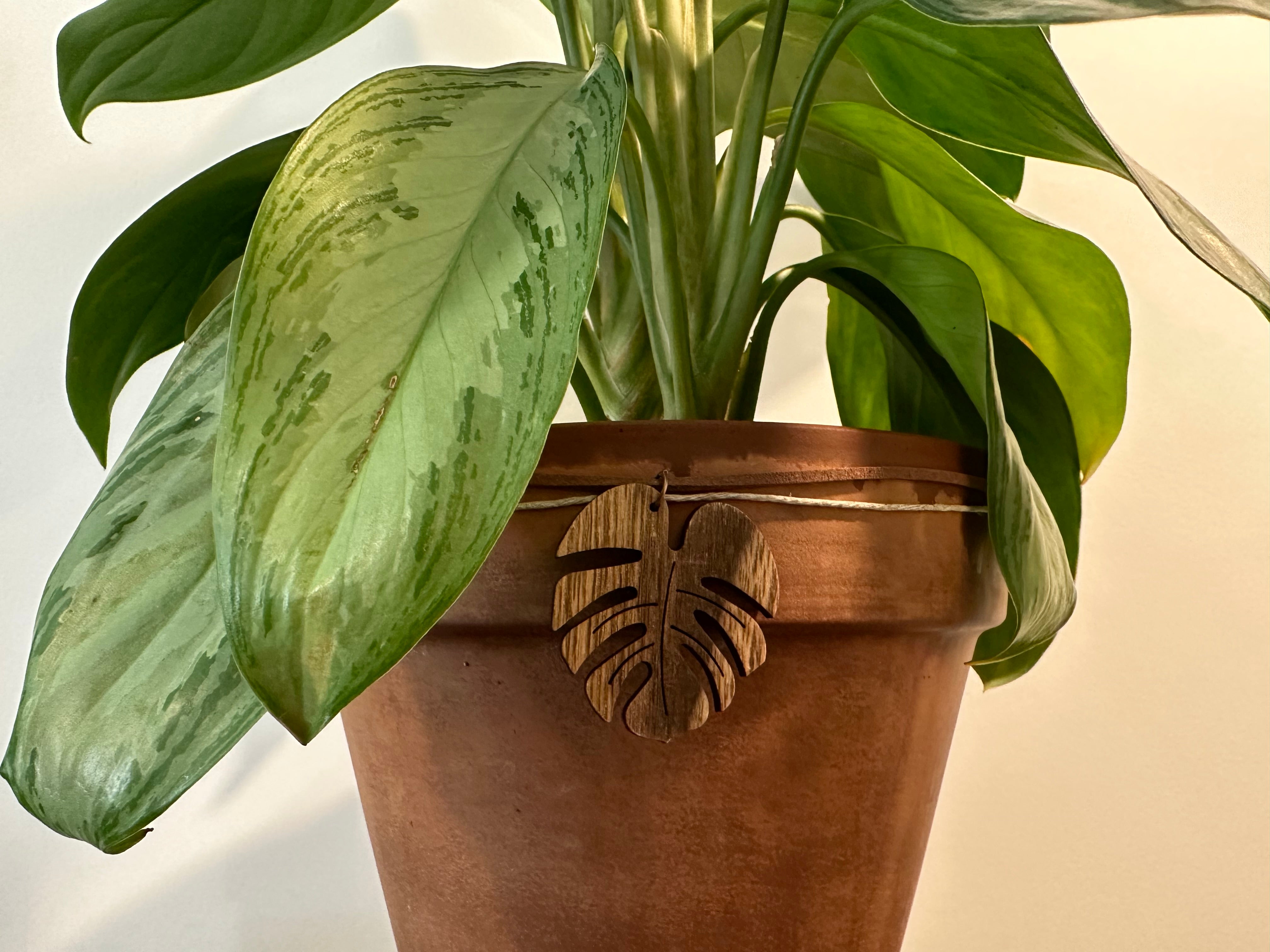 Monstera Collection – Ky’s Plant Playground
